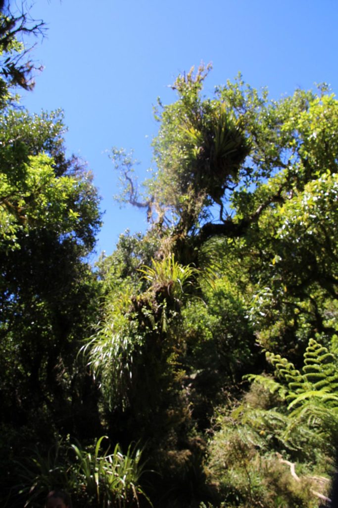 Nydia Track | On The Track Lodge | Nydia Bay Accommodation