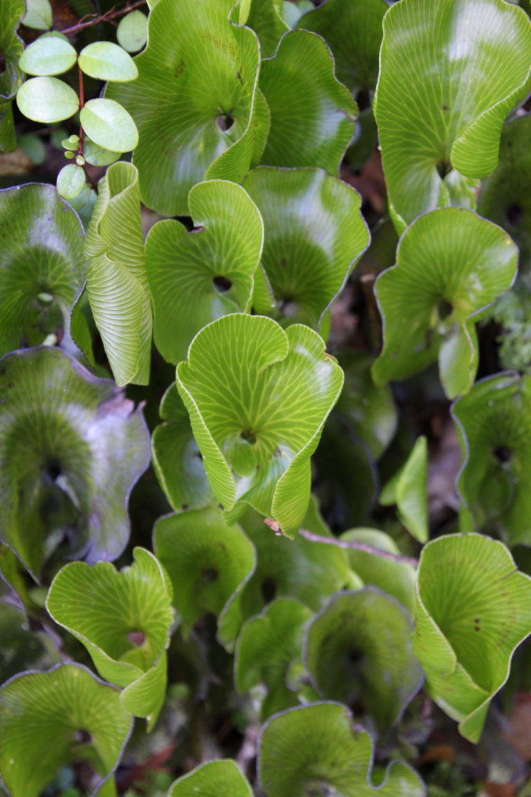 Nydia Track | On The Track Lodge | Nydia Bay Accommodation